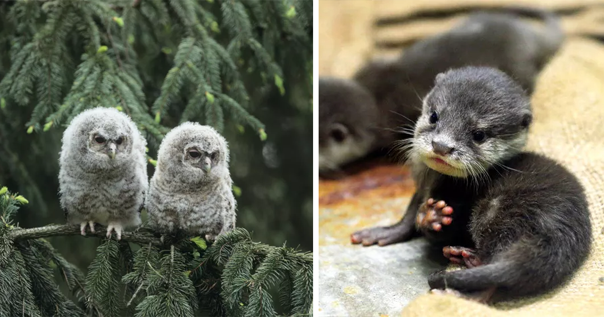 24 Itty Bitty Cute Baby Animals To Bring A Smile To Your Face (March 9 ...