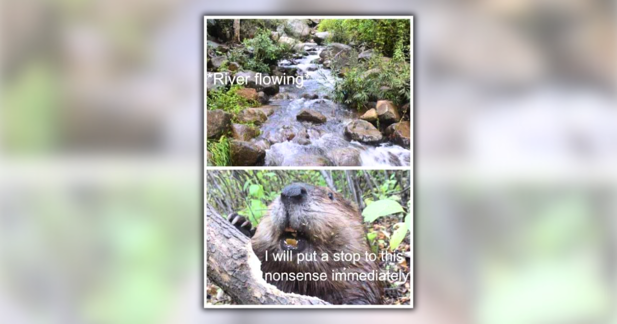 23 Animal Memes Admiring Your Hooman Humor and Bringing You More of it ...