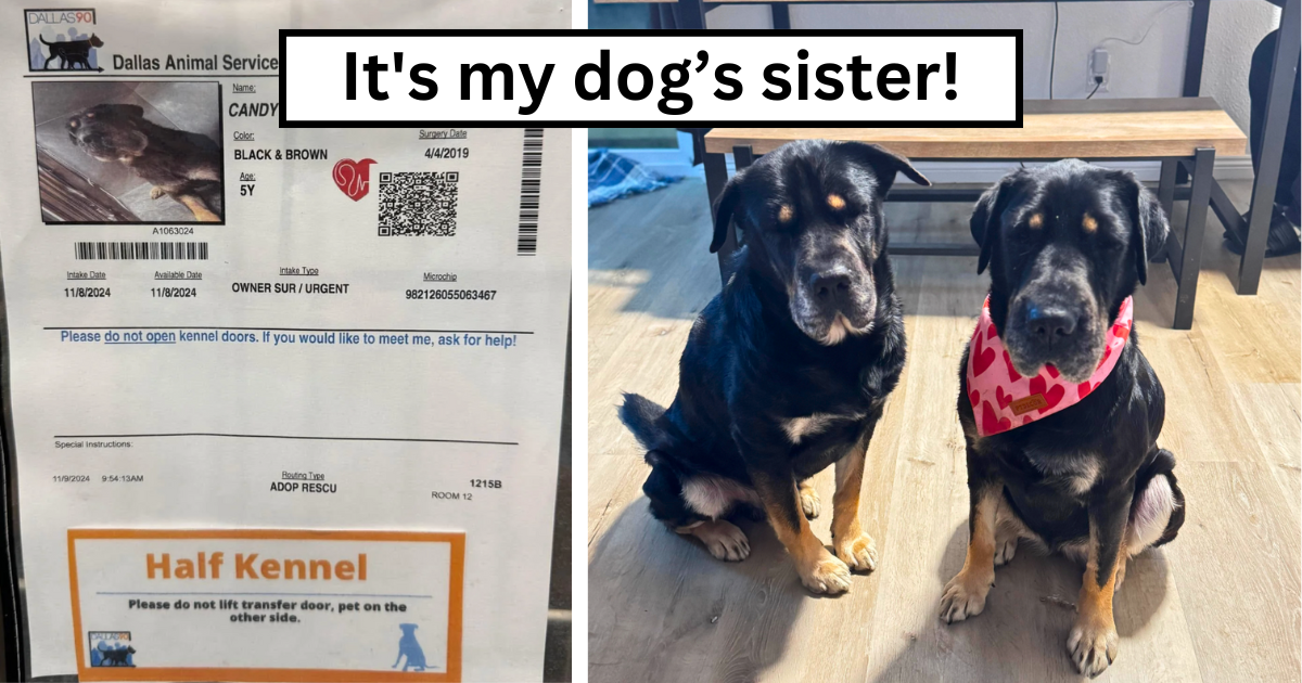 Dog pawrent rescues their doggo's doppleganger from shelter, turns out ...