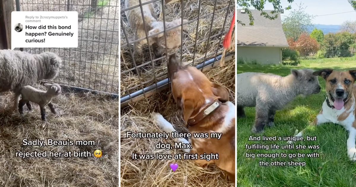 Momma farm dog adopts baby sheep who was rejected by its mother ...