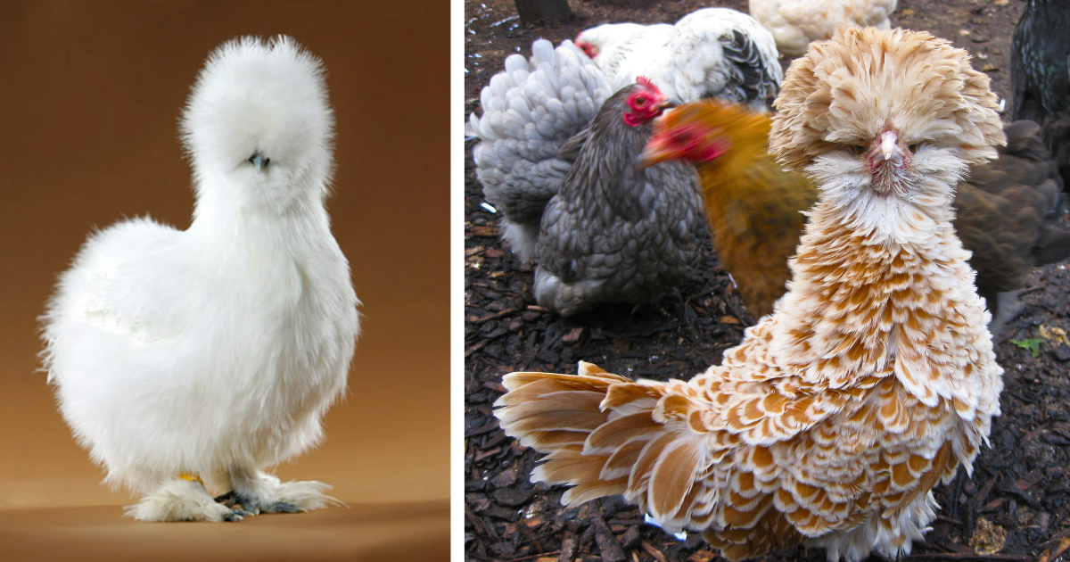 A Regal Roundup of Fancy Chickens Imitating Preposterously Posh Poultry ...
