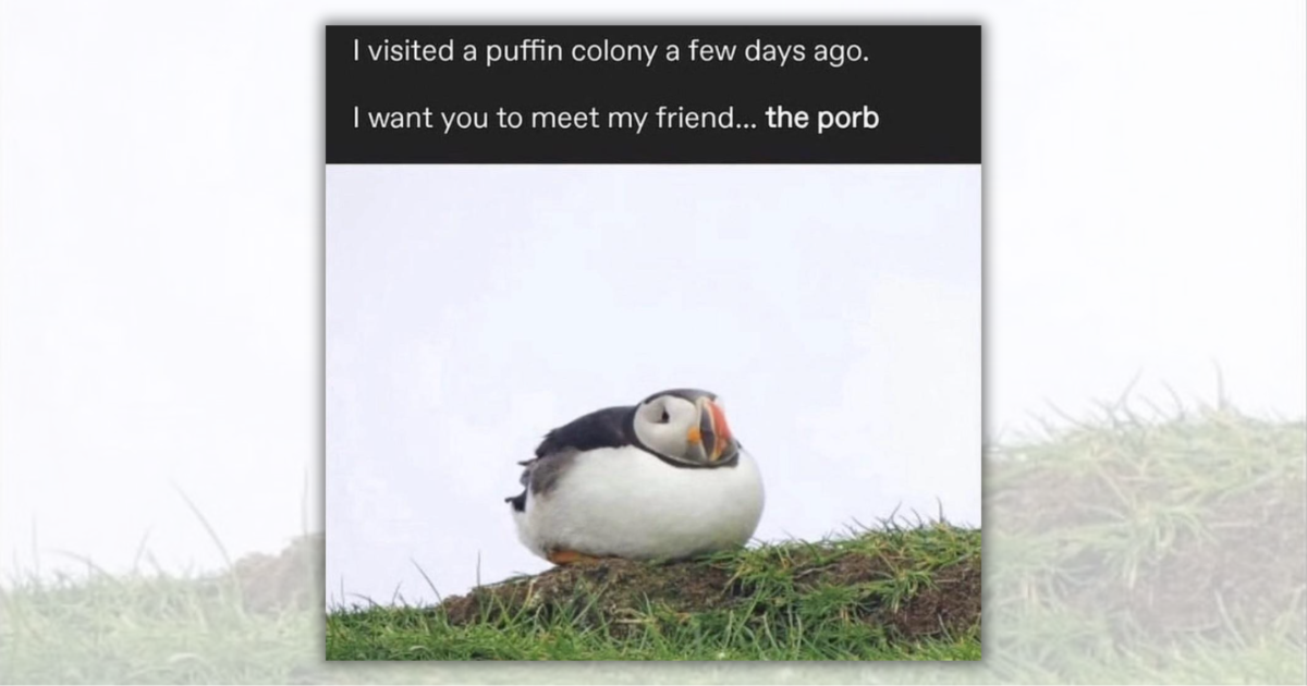 27 Memes to Give Your Adorable Animal-Loving Soul a Good Giggle ...