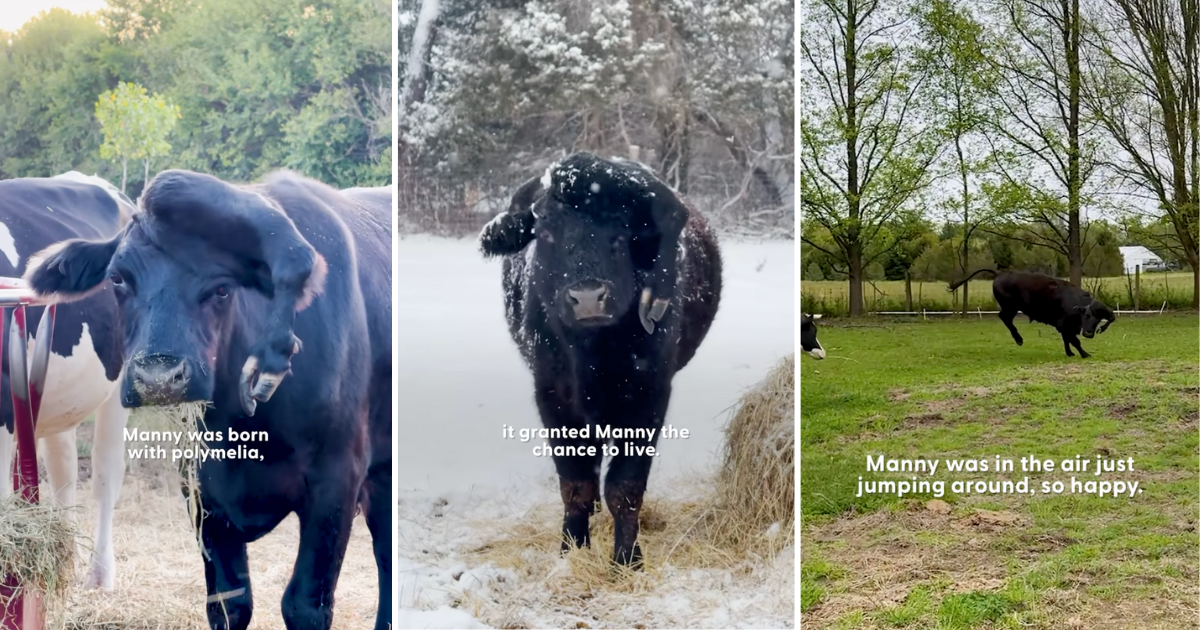 '[His] extra leg saved his life': Cute cow saved from beef farm, finds ...