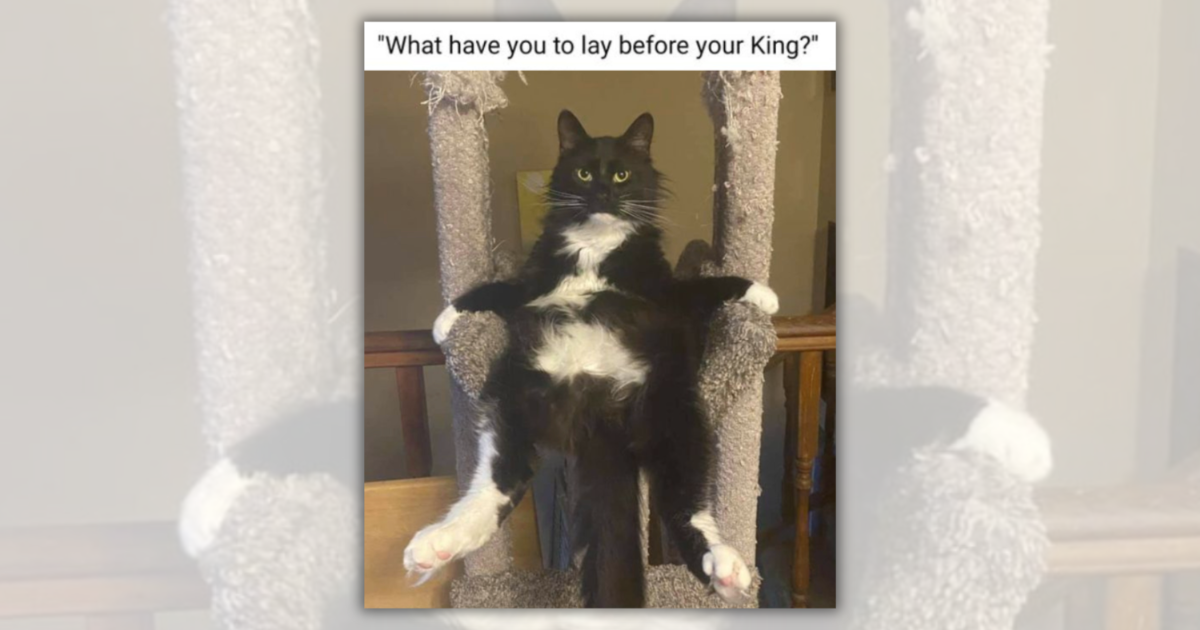 23 Hilarious Caturday Memes for Purrfect Pawrents Who Wish They Were Cats - I Can Has Cheezburger?