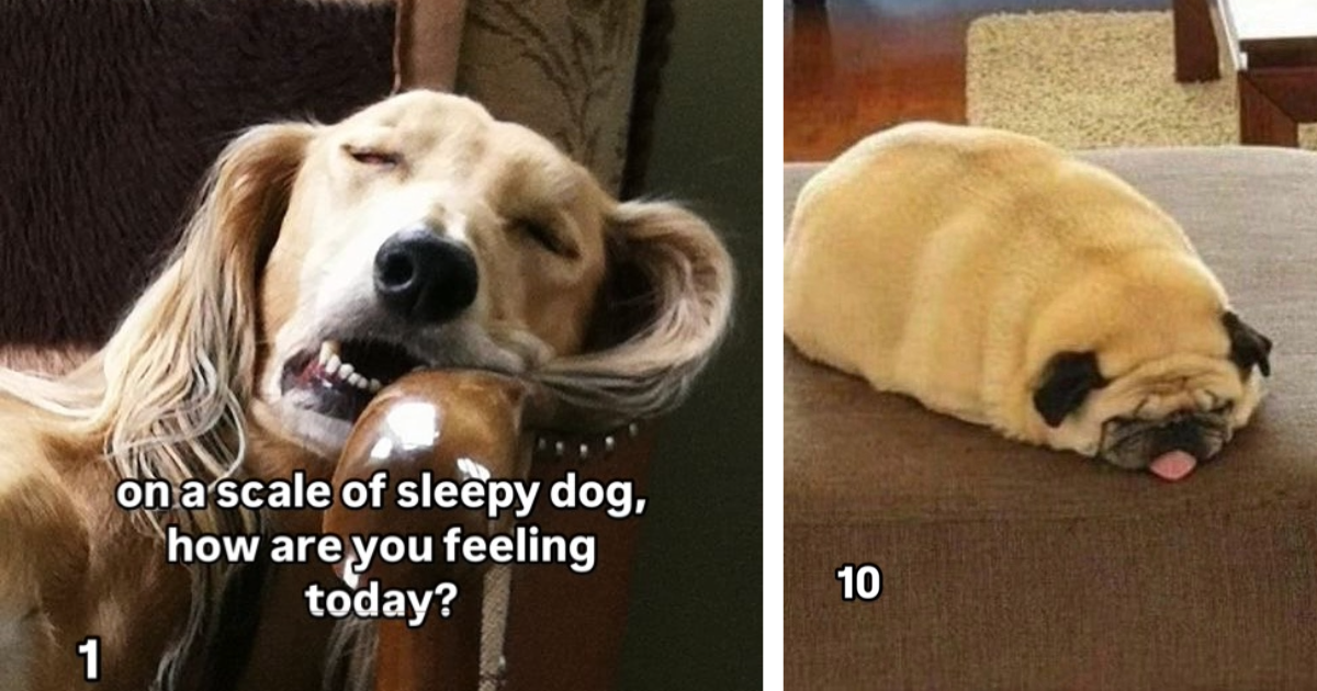 28 Awwdorable Animal Pawsts for the Eepy Who Just Want to Go Sleepy ...