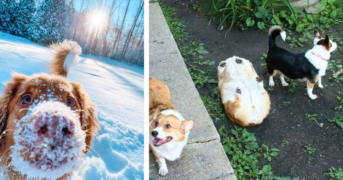 23 Cute Comedic Canines Fetching Splendid Smiles and Fill Your Friday ...