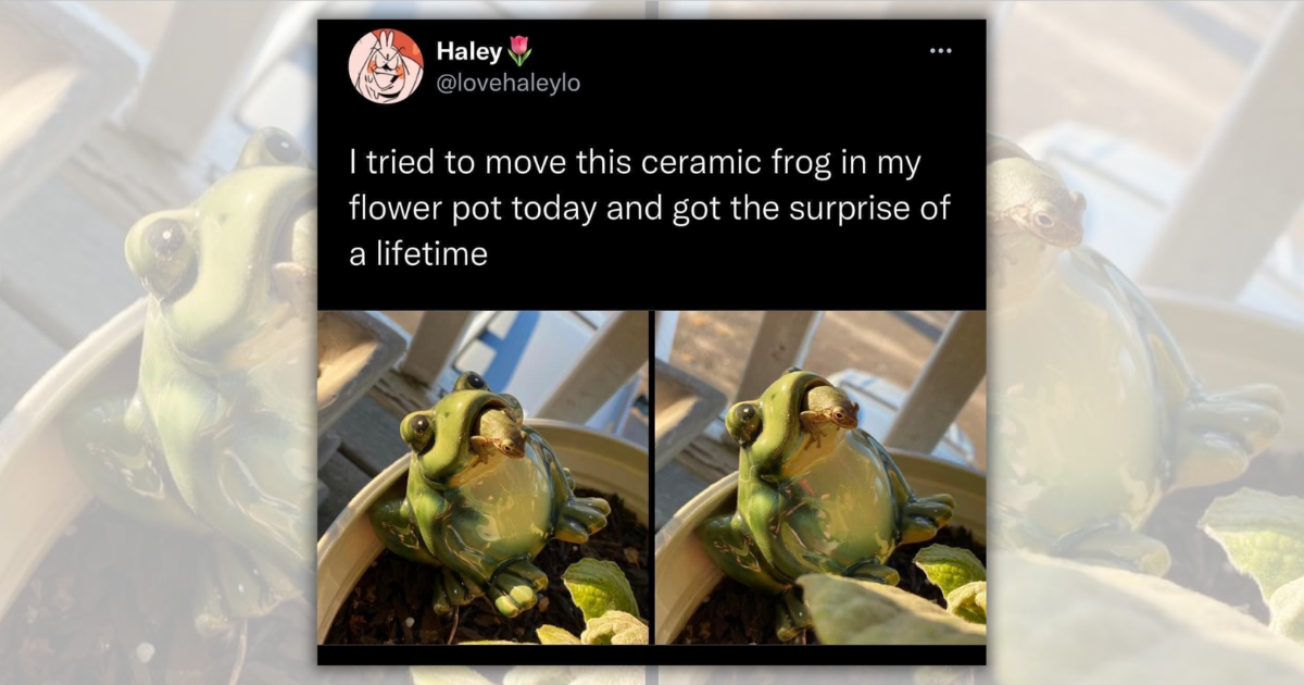 23 Heartwarming Posts of Critter Cuteness to Remind You that Life is ...