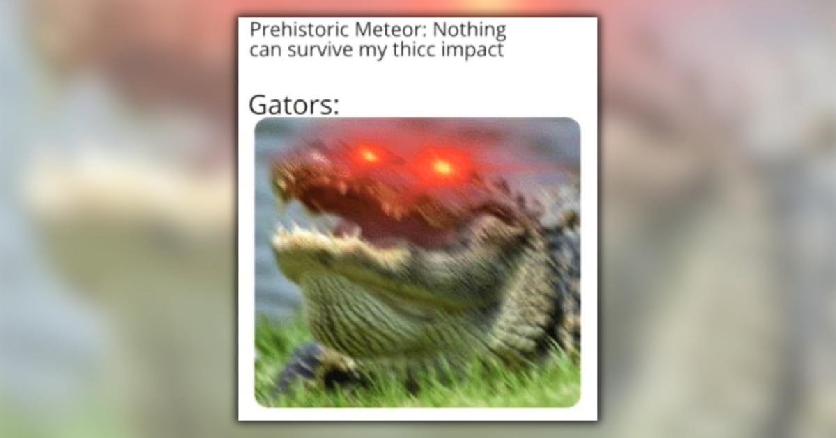 22 Great Gator Memes and Goofy Goodness Guaranteed to Gnaw Away Your ...