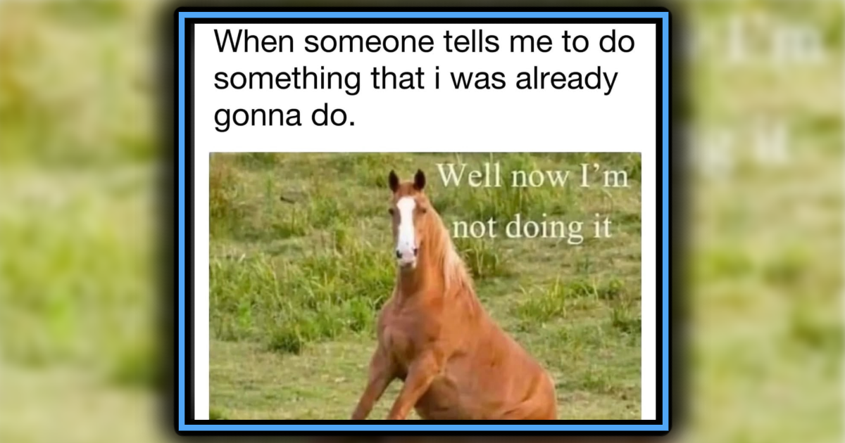 23 Angst Filled Animals Attempting to Close Their Work Week Without ...