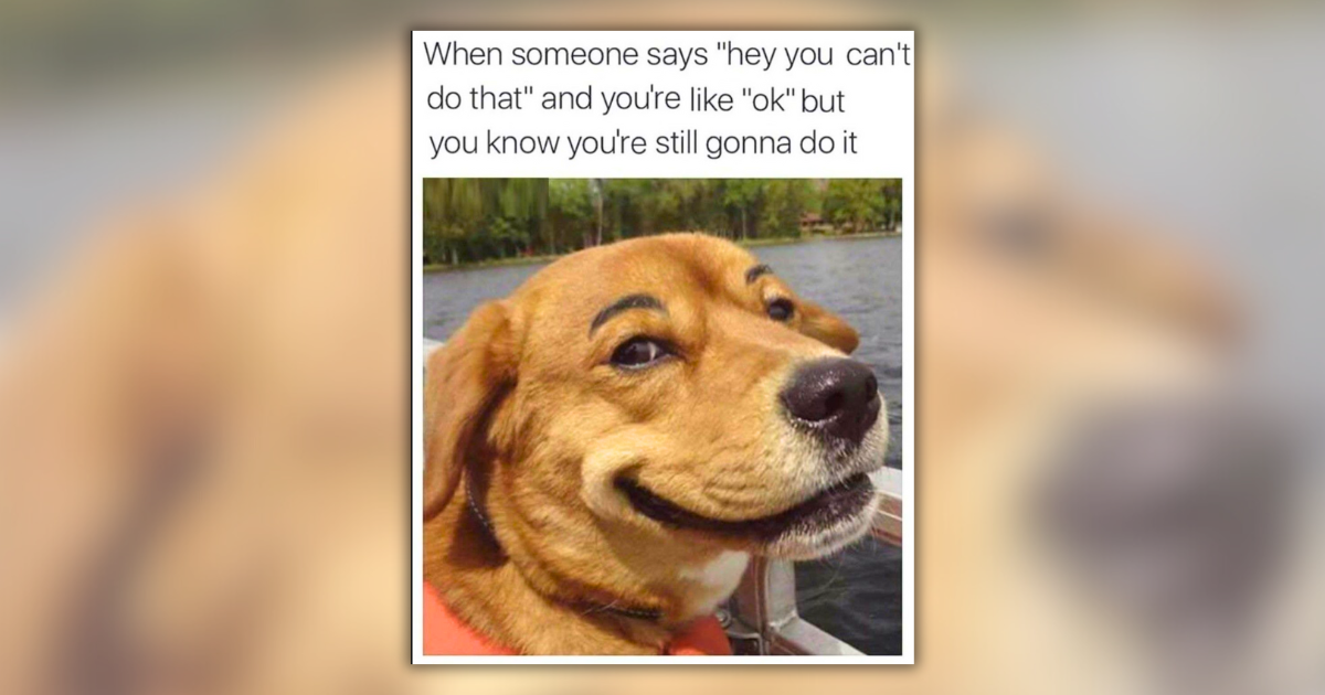 22 Devious Doggo Memes Making Sure to Send You Silly Sunday Vibes ...