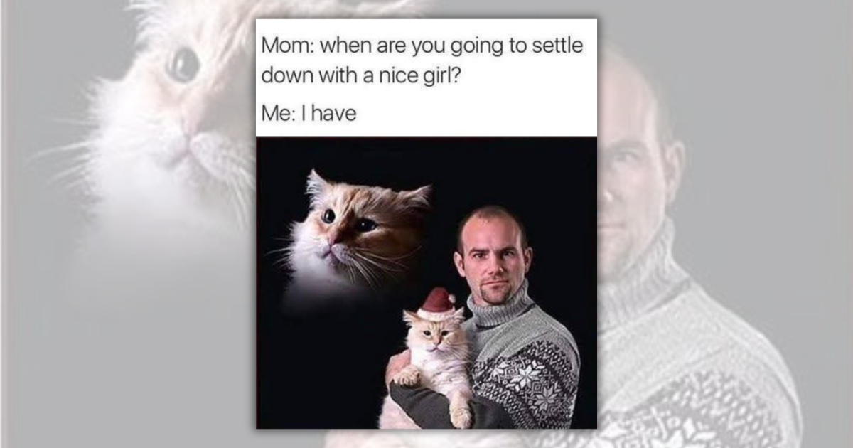 27 Pawsitively Hissterical Cat Memes to Make the Whole Family Howl ...