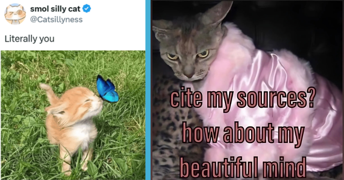 Your Weekly Caturday Meowgazine: 20 Most Iconic 'I Can Has Meowments ...