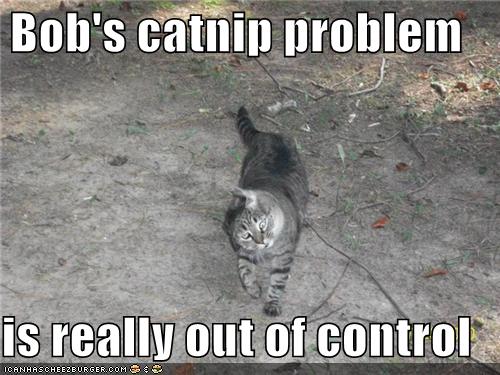 Derp - pet - Derp Face Derps - hurr durr derp face - derp - Cheezburger