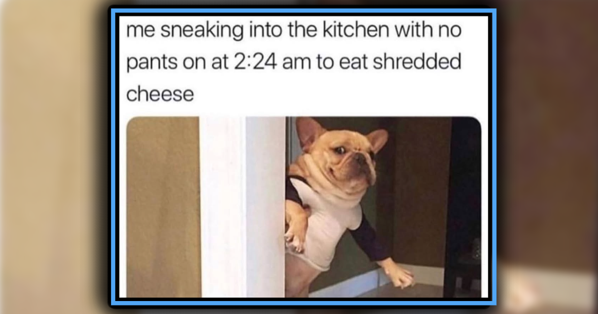 25 Funny Animal Memes to Keep Your Mind Off Monday - Animal Comedy ...