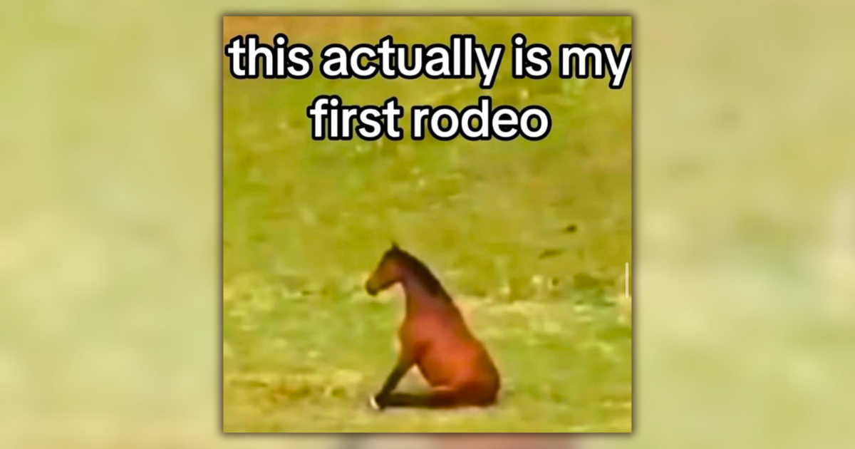 25 Random Animal Memes Taking You on a Rambunctious Rodeo of Animal ...