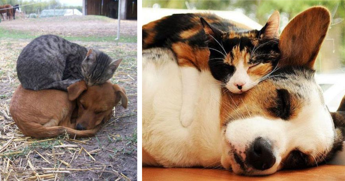 22 Mischievously Cute Cats Who Saw a Doggo and Thought ‘Ah, the ...