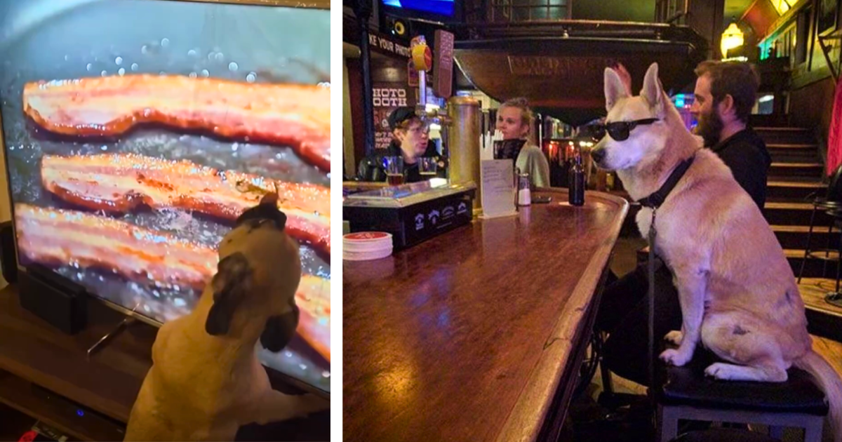 23 Cool Dogs Doing Their Doggo Thing to Help You Howl With Laughter ...