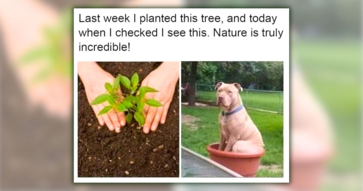 Garden Full of 23 Silly Sprouts in the Form of Fluffy Doggo Memes ...