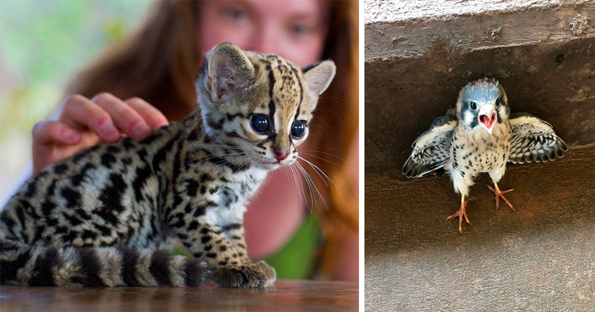 20 Itty Bitty Cute Baby Animals To Bring A Smile To Your Face (March 16 ...