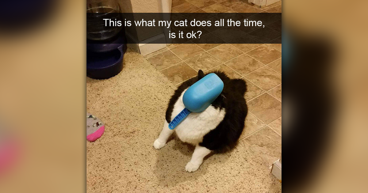 28 Silly Animal Memes and Snaps to Help Start Your Day off with a ...