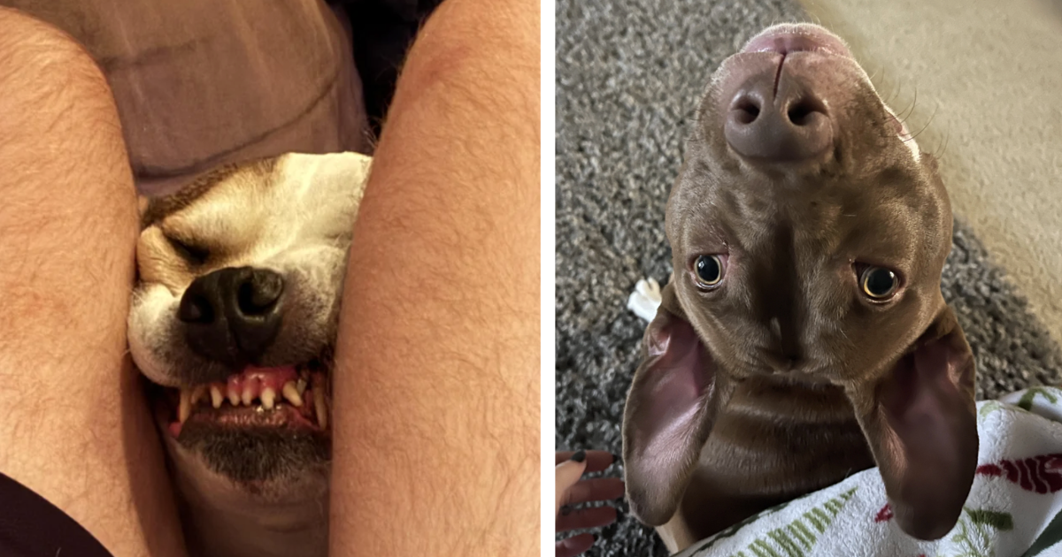 24 Doggos Bringing You Hooman Happiness Simply By Being Their Adorably Authentic Selves - Animal ...