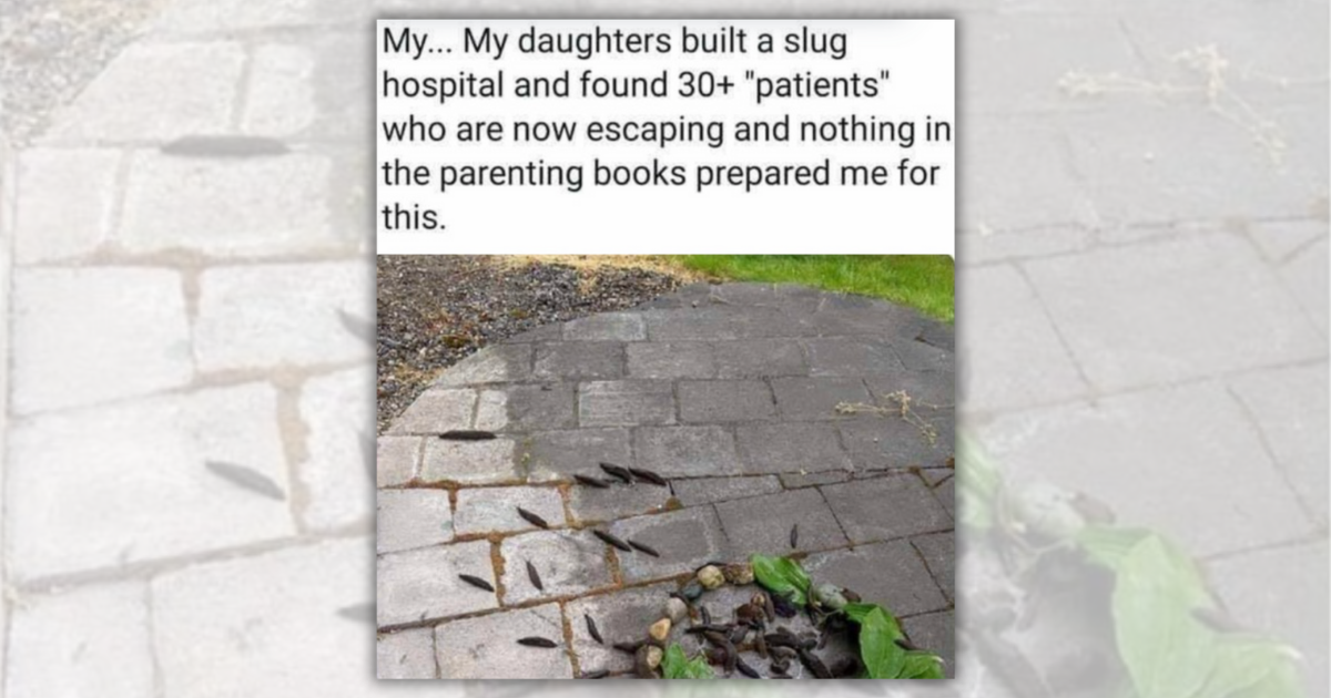 22 Adorable Animal Memes to Keep You Chuckling and Howling Through the ...