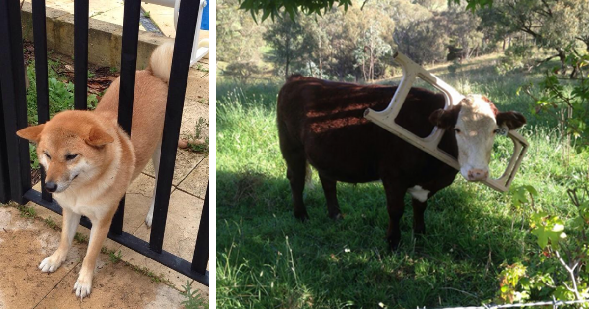 33 Excellent Images Capturing The Exponential Humor Of Animal Silliness ...