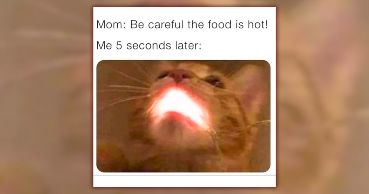 23 Frantic Feline Memes That Teach You How to Live the Chaotic Cat Way ...