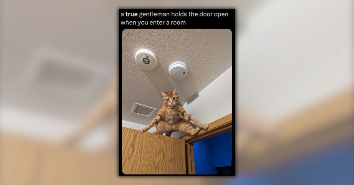 24 Feral Feline Memes Making a Midweek Madness Pawrty in Your House - I ...