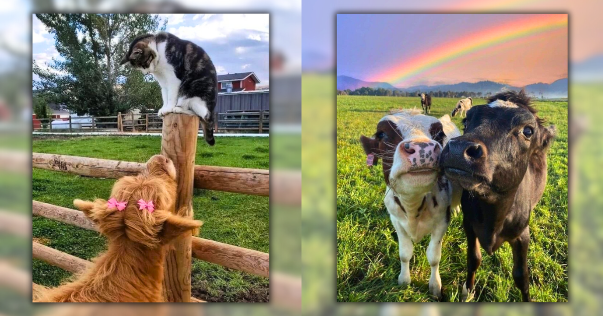 21 Cute Cows Covering Your Sadness With a Wholesome Blanket of Bliss ...