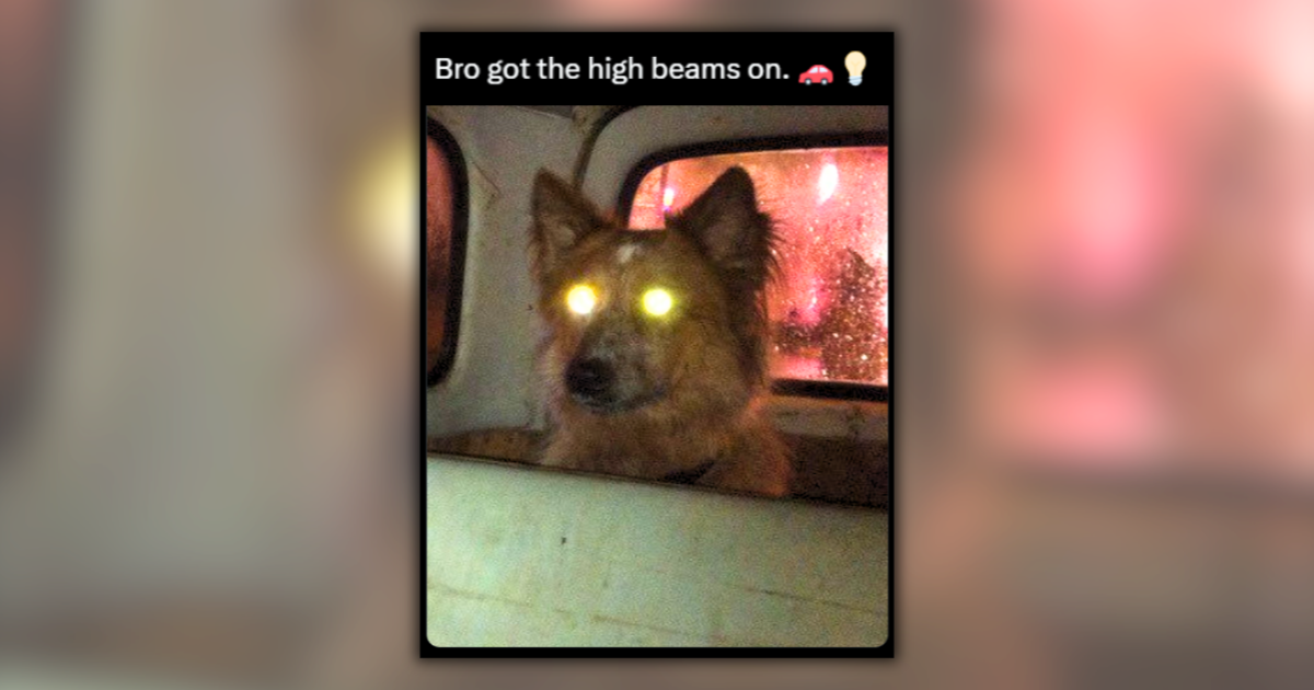 23 Doofus Dog Memes You Can Unsubscribe From Reality With - Animal ...