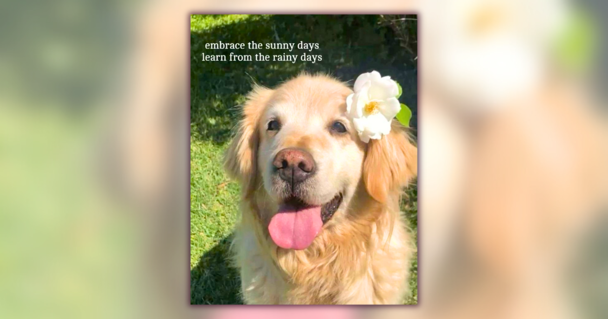 24 Pawptimistic Pupper Posts to Comfort the Canine Community With ...