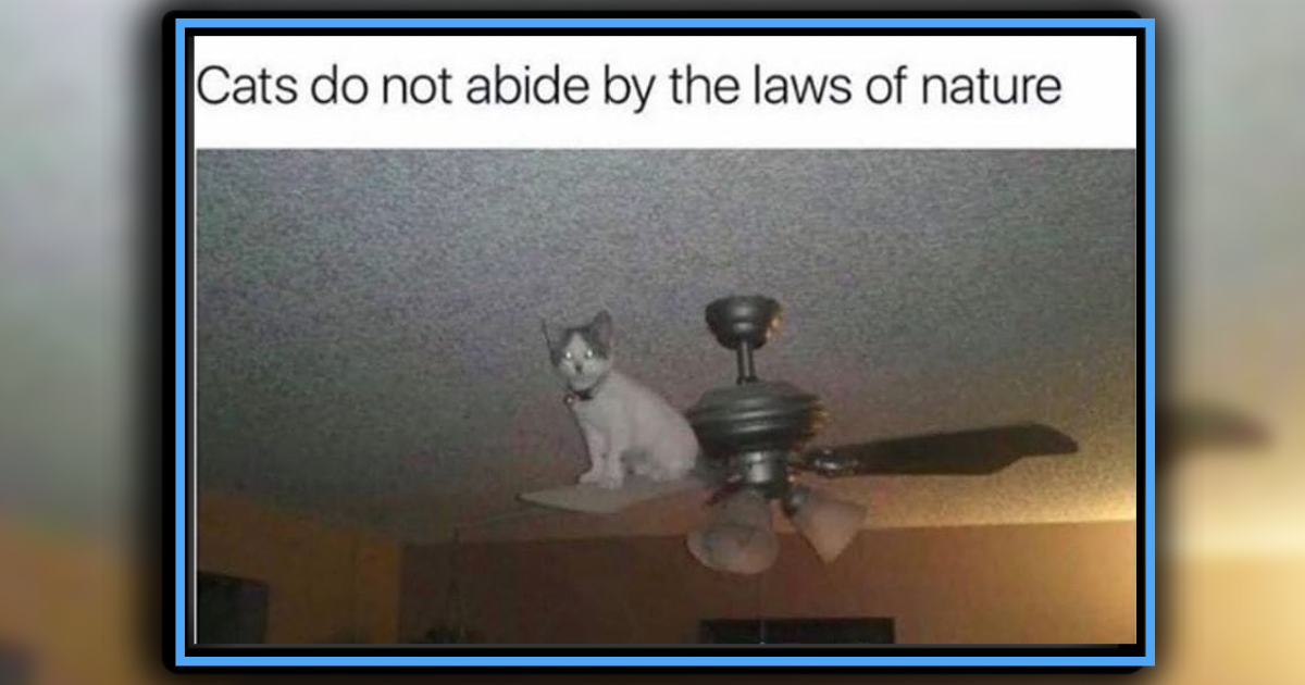 Cat Me If You Can: 22 Sassy Cat Children on the Run From Their ...