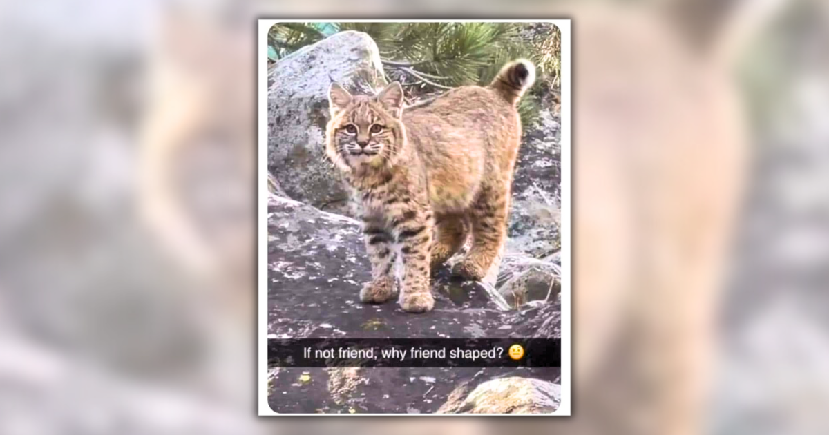 21 Big Cat Memes With Smol Cat Souls Spreading Cat Silliness Everywhere ...