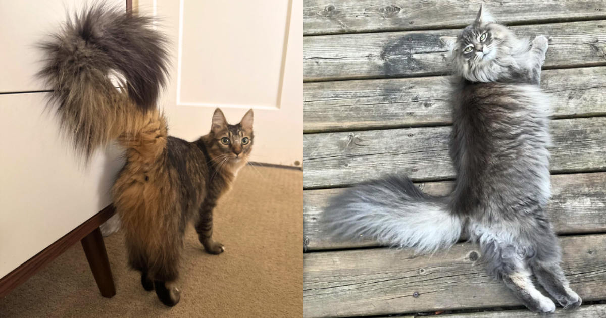 21 Feather Duster-Tailed Felines for Cat-Loving Hoomans to Spritz Into ...