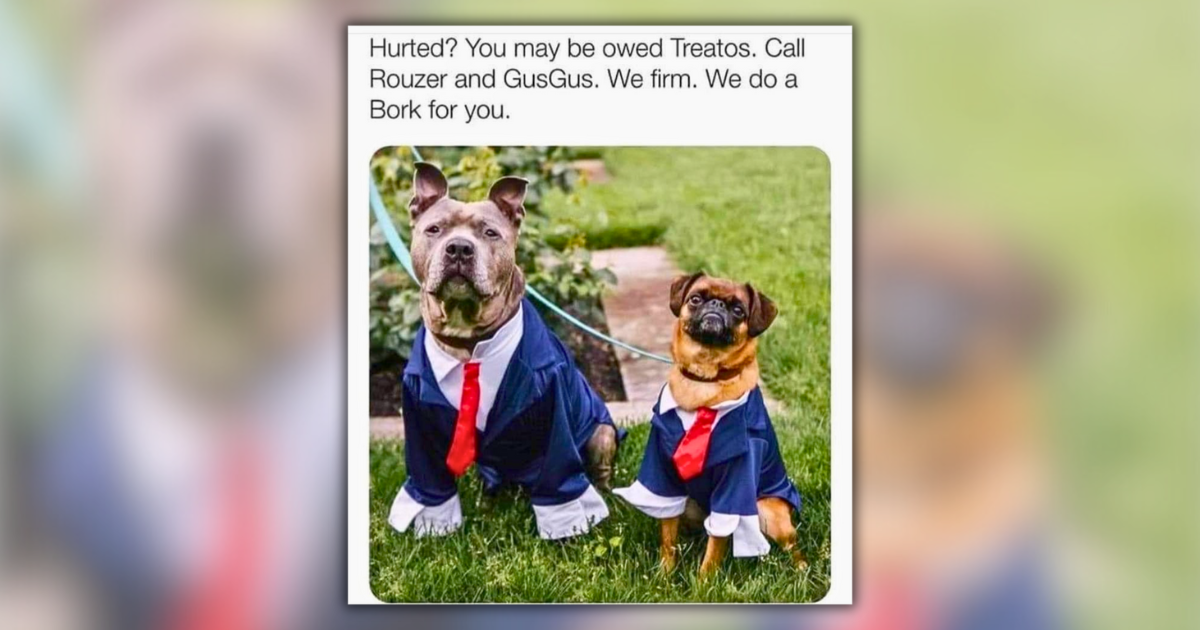 24 of the Best Borking Memes Bringing You Doggo Delight This Morning - Animal Comedy - Animal ...