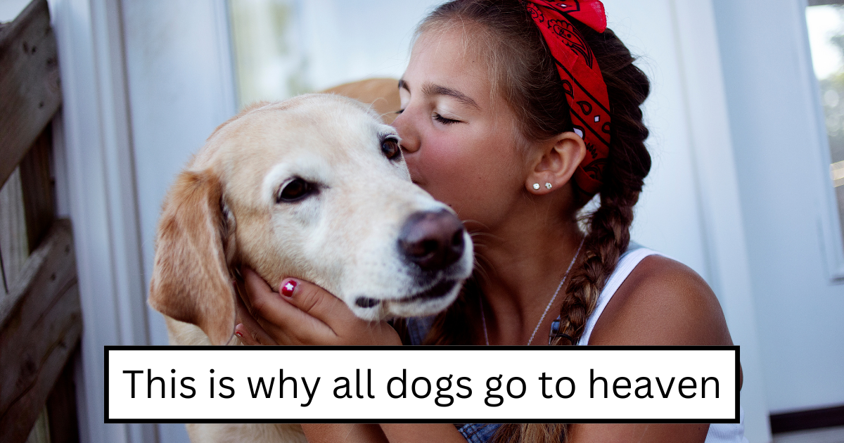 The burglar] hit the whole block except ours’: Pet pawrents share 16 ...