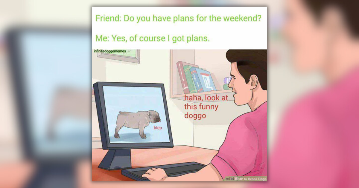 21 Funniest Dog Memes to Help You Furget That the Weekend is Almost ...