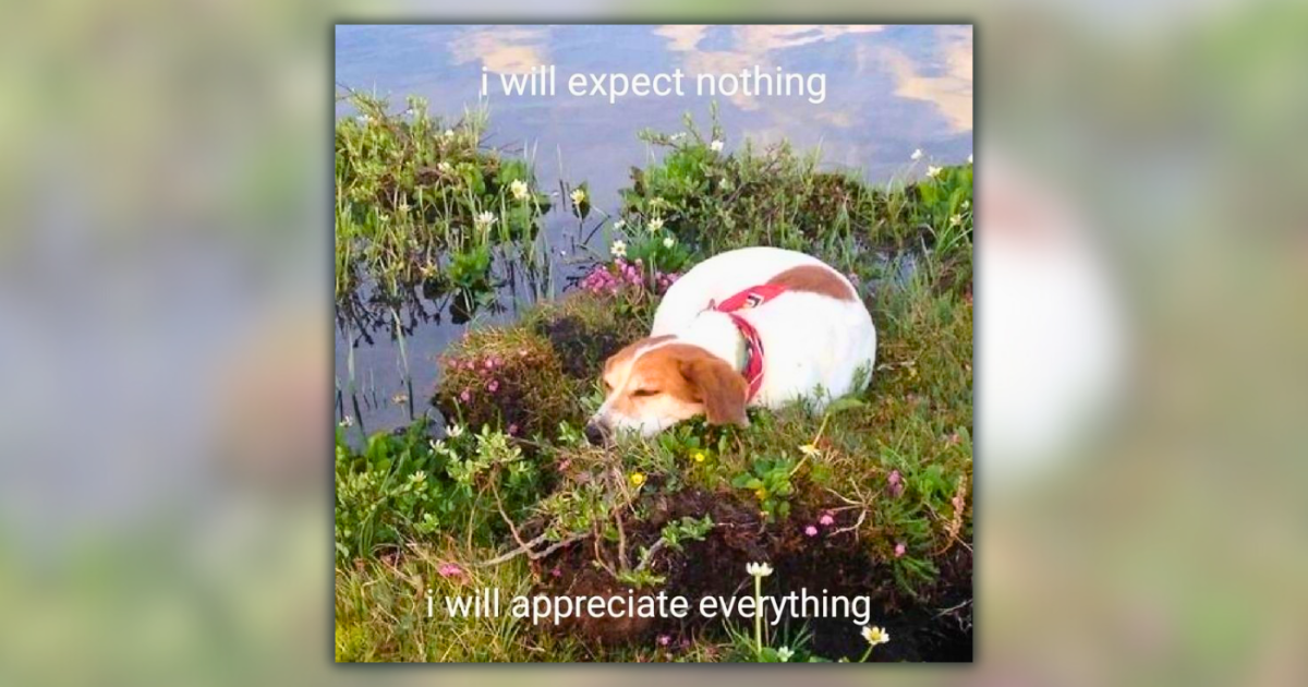 21 Serene Sunday Dog Memes Woofing Gently so You'll Have a Wholesome ...