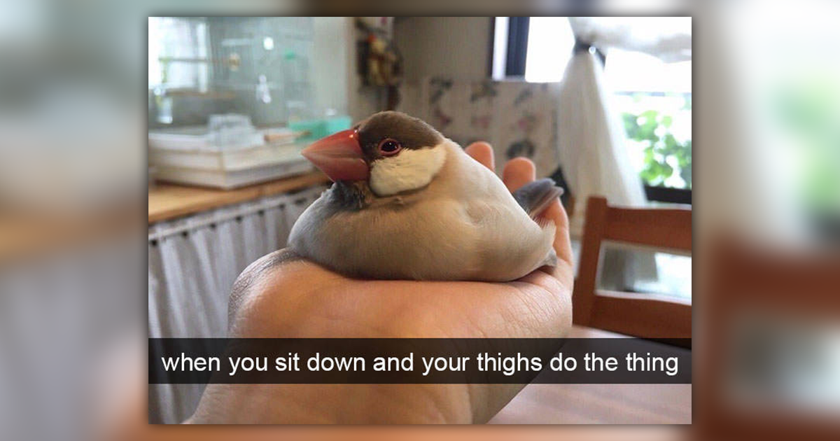 30 Silly Animal Memes and Snaps to Help Start Your Day off with a ...