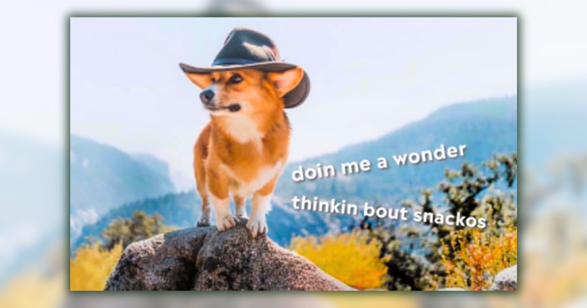 23 Doggo Memes to Think About During the Day Because They Bring You ...