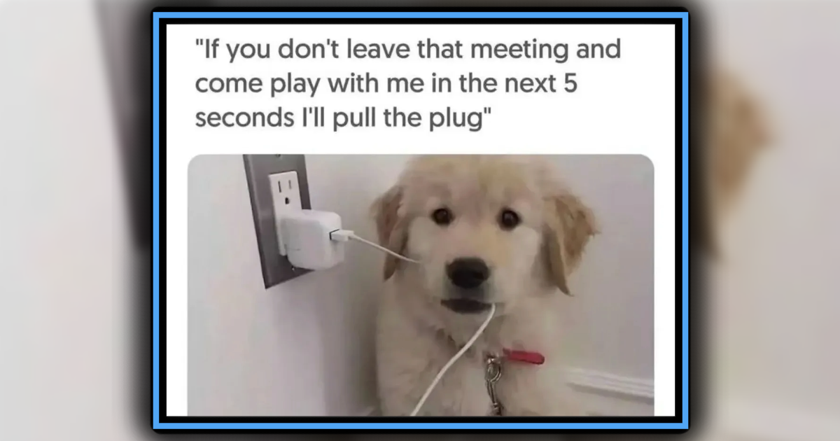 25 Dazzling Doggos Determined to Make Your Day Pupperific - Animal ...