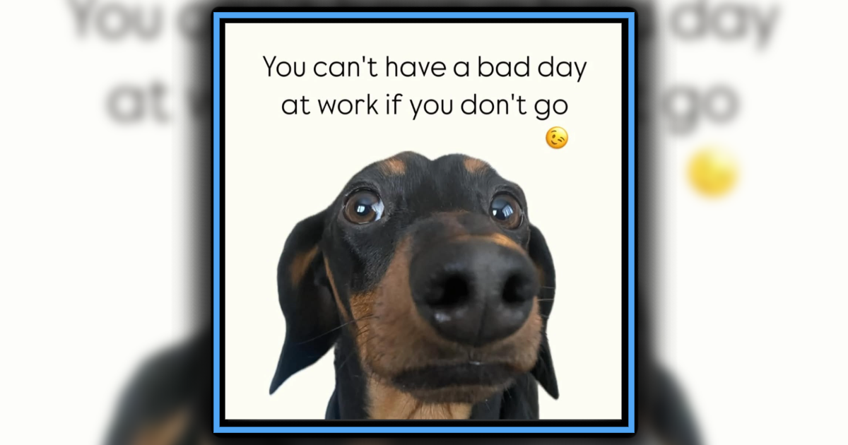 Introverts Are Awesome: 25 Awwdorable Animal Memes Celebrating Our ...