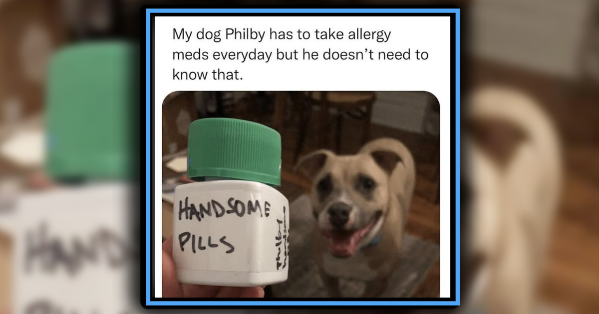 27 Uplifting Animals to Help You Rise Above Revenge Retaliation in the ...