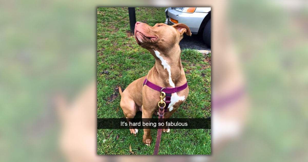 24 Blissful Dog Memes That are so Furbulous You'll Blush - Animal ...