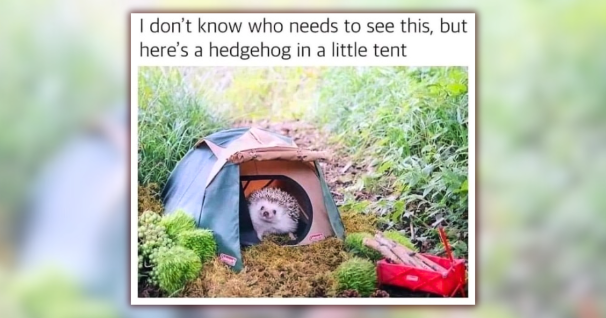 25 Amiable Animal Memes to Hang Out With During the Day - Animal Comedy ...