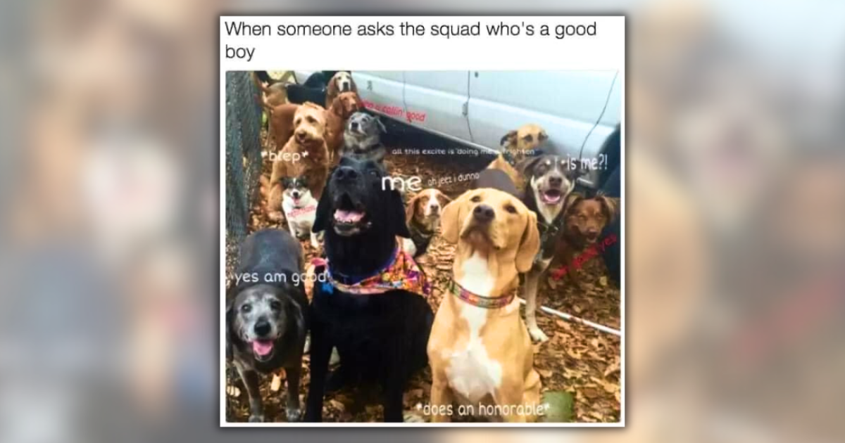 23 Dog Memes for Good Boys, Good Gilrs, and Good Hoomans Who Have Dogs ...