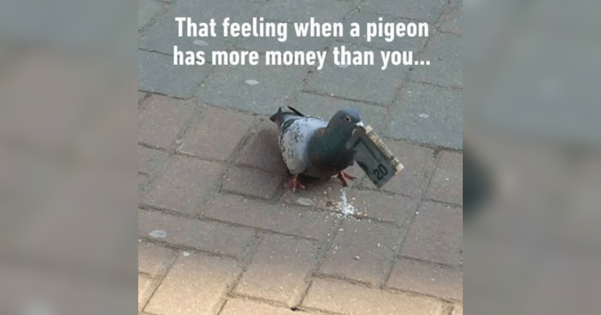 20 Pigeon Memes to Nest With - Memebase - Funny Memes