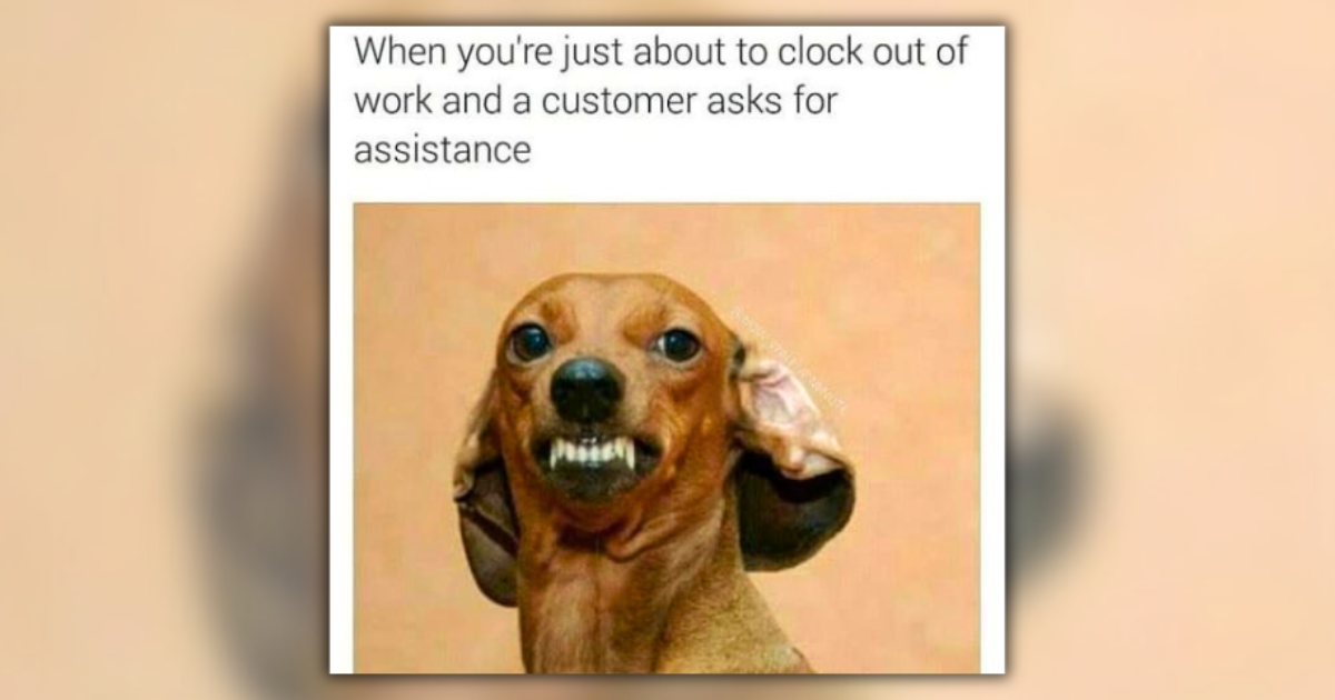 20 Hired Doggos Who Work at Being Funny Memes on Monday - Animal Comedy ...