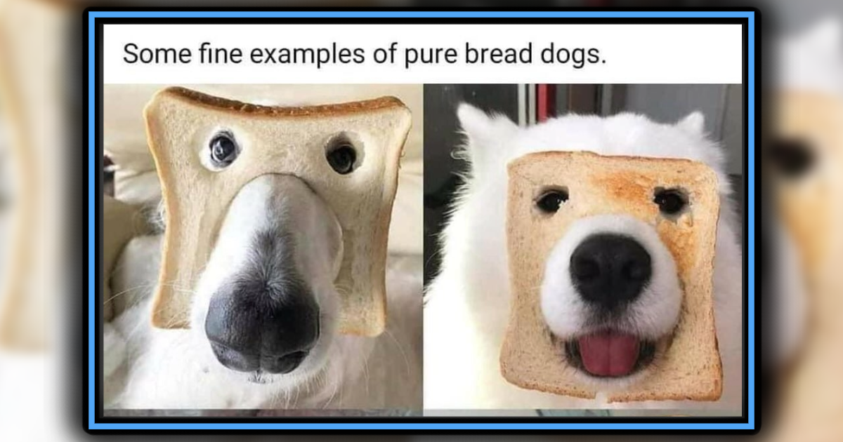 27 Pawdorable Pure Bread Puppers Putting Their Limited Brain Power to ...